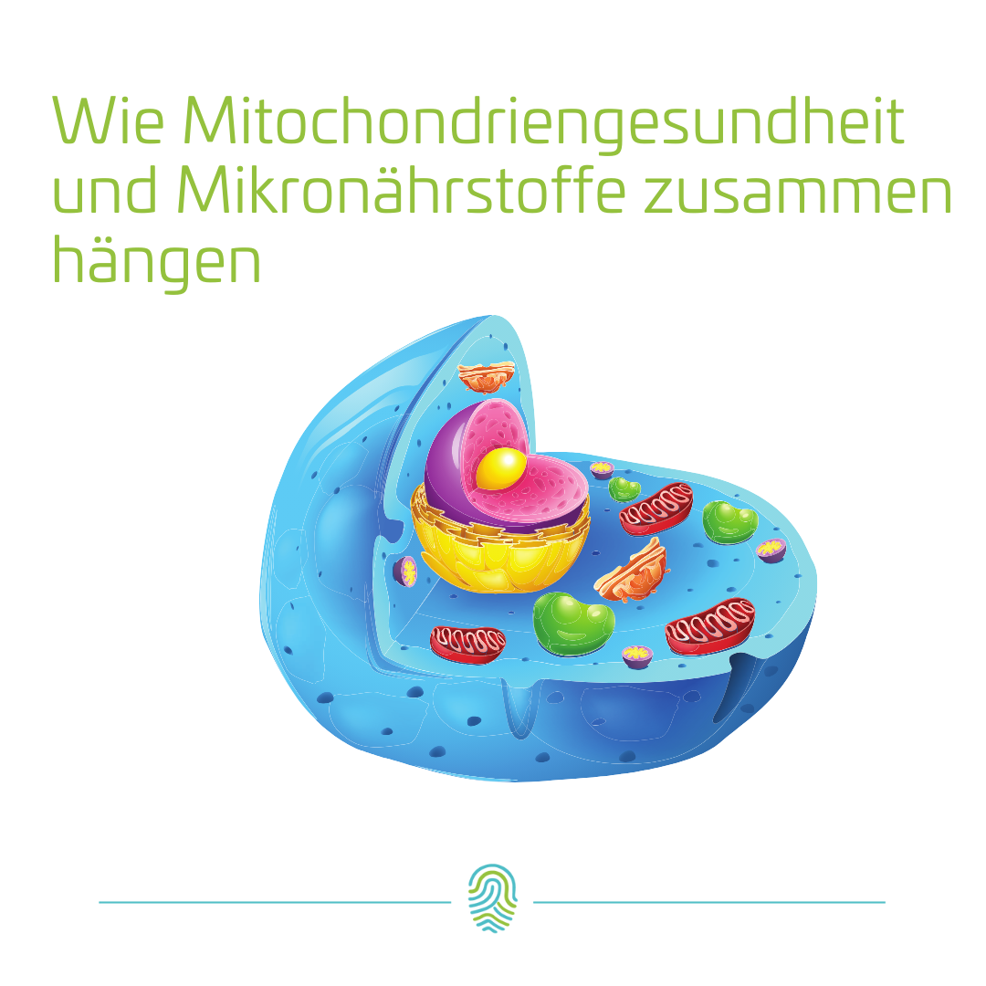 Mitochondrien und Mikronährstoffe